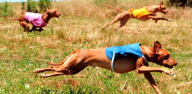 Lure Coursing - Pharaoh Hound Club of America
