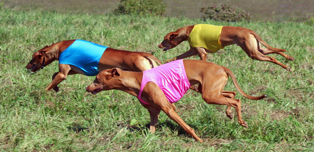 Lure Coursing - Pharaoh Hound Club of America